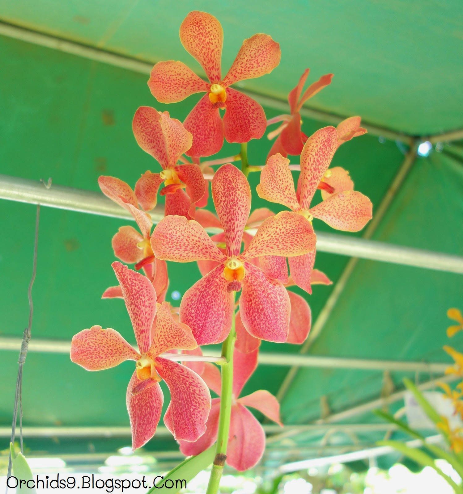 Orchids Flowers Pictures Bulbophyllum Vanda Cattleya Cymbidium ...