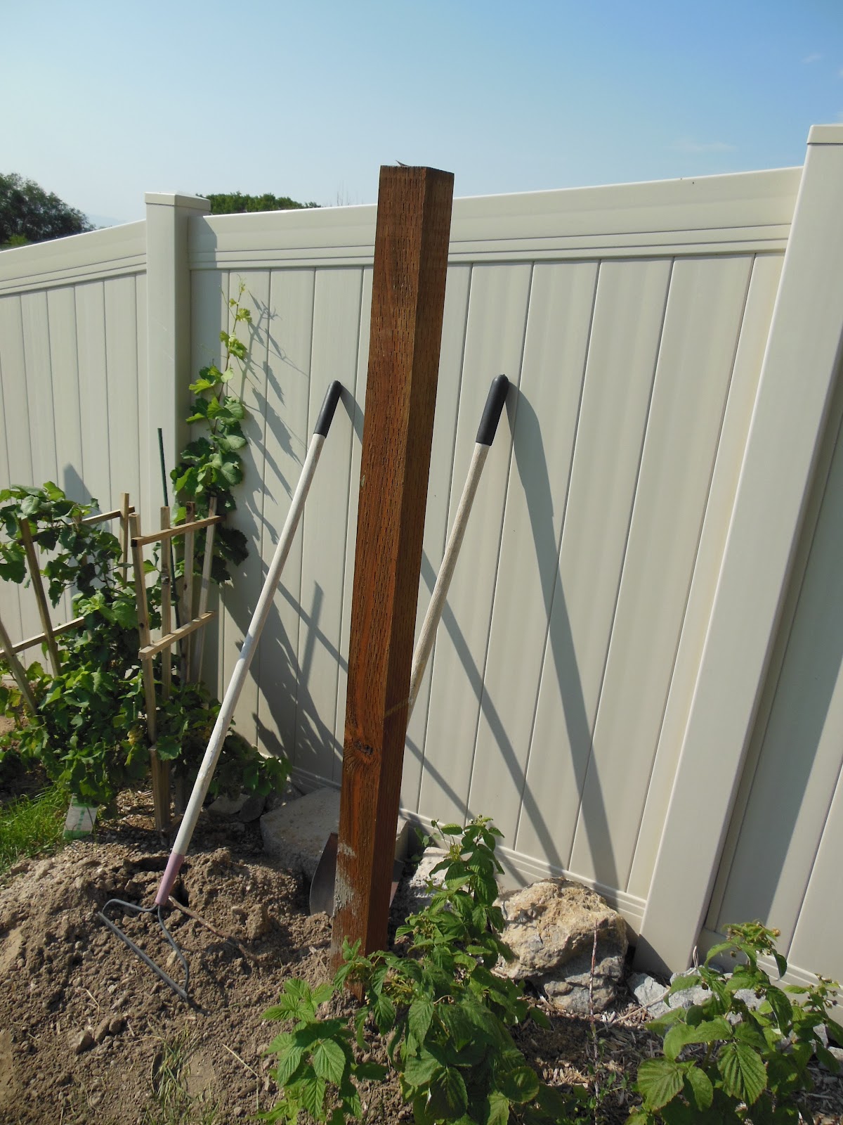 4 Growing Boys: How to trellis a grapevine