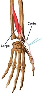 Blog de Fisioterapia: Estiramiento Analítico Miotendinoso del Extensor ...