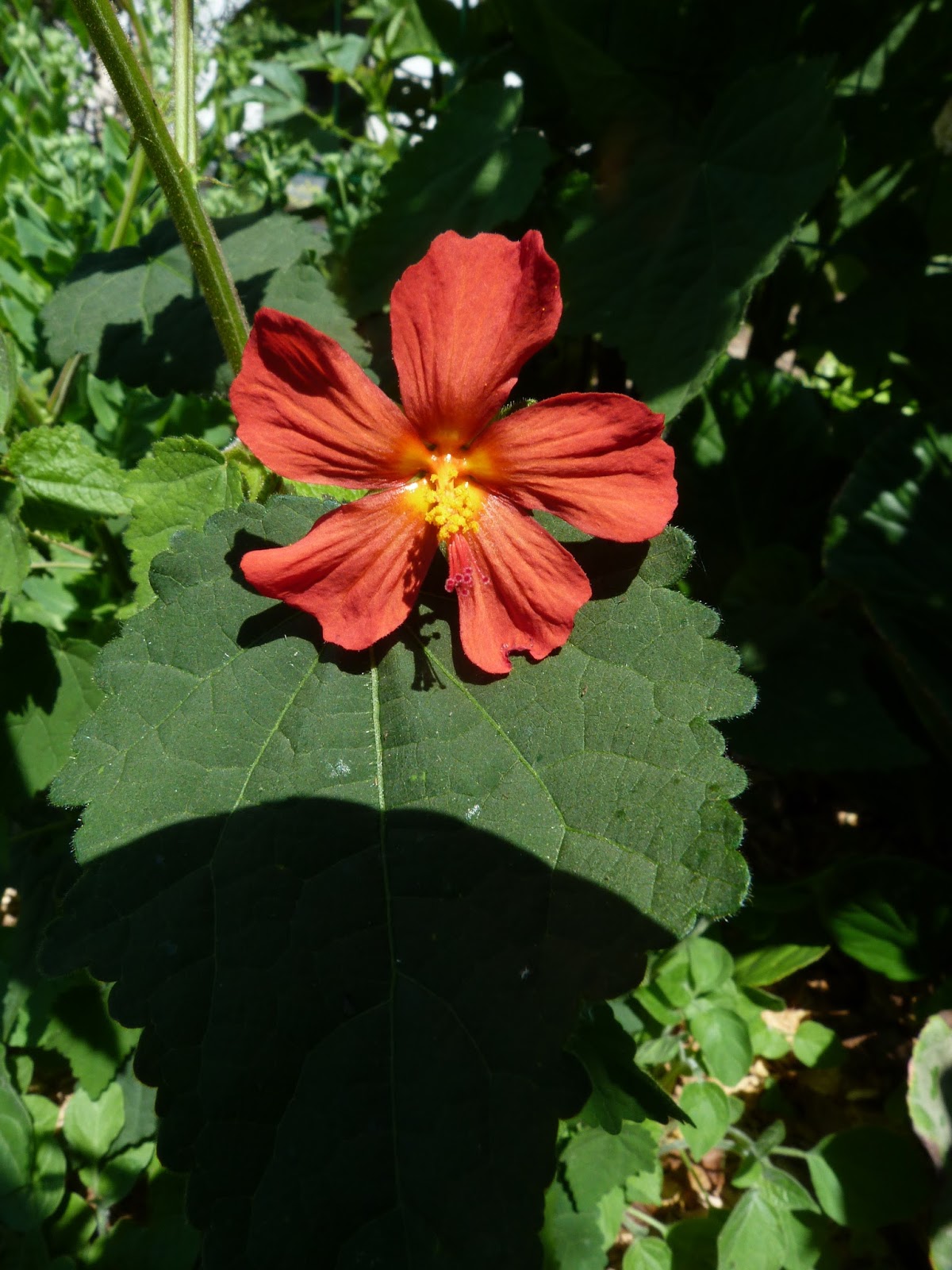 Le surprenant monde végétal: Pavonia missionum