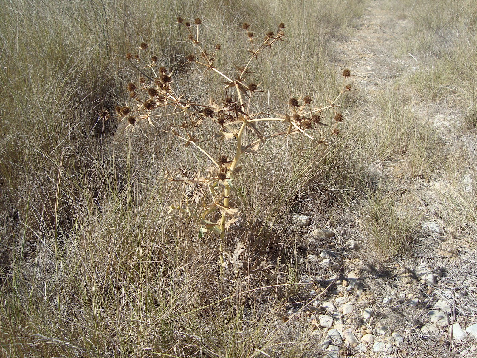 VILANOVA D'ALCOLEA, HISTORIA, PATRIMONIOS Y BIODIVERSIDAD: PANICAL