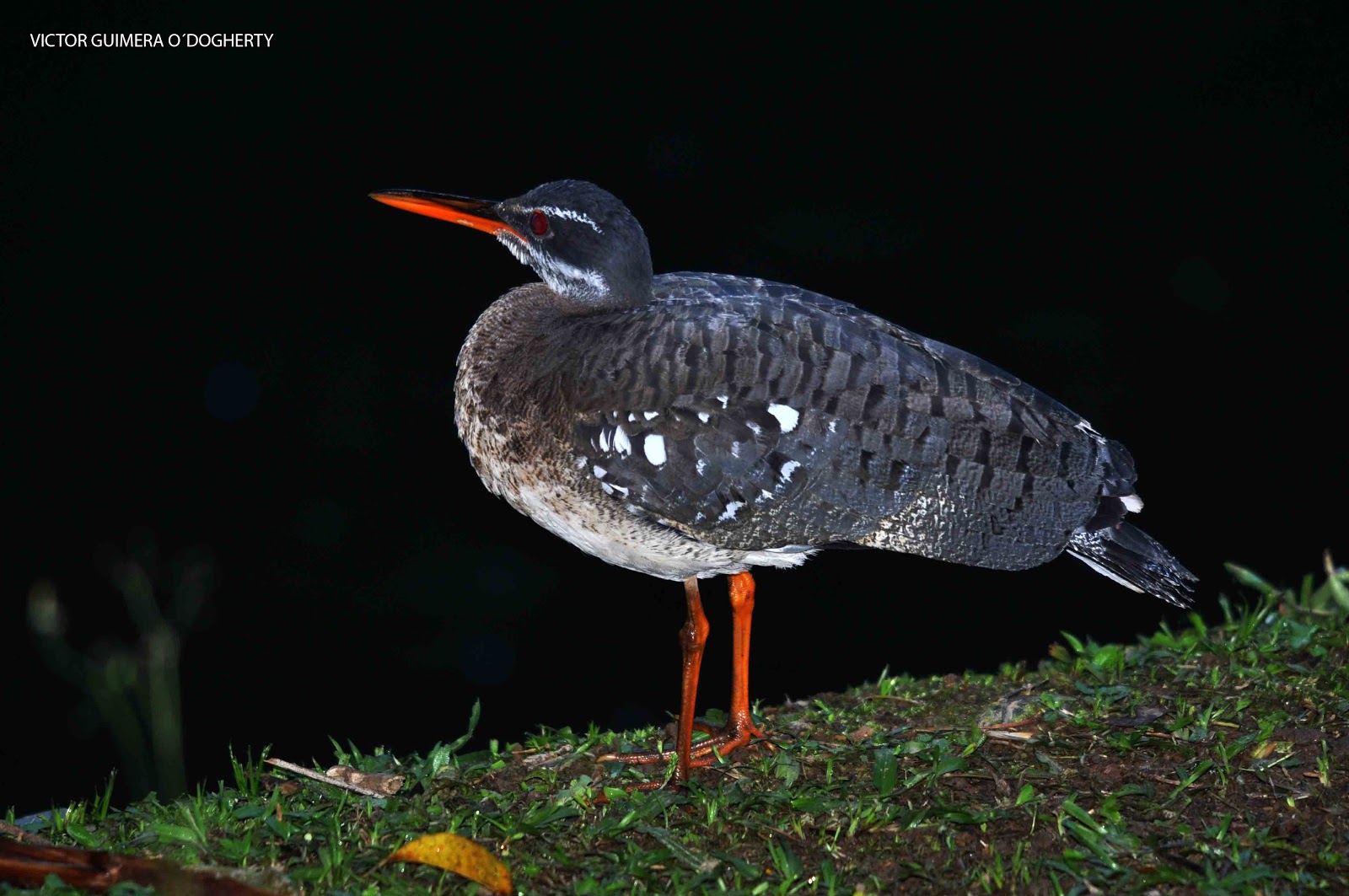 Mis imágenes de aves: DE NUEVO EL AVE SOL, ESTA VEZ AMERICANA.