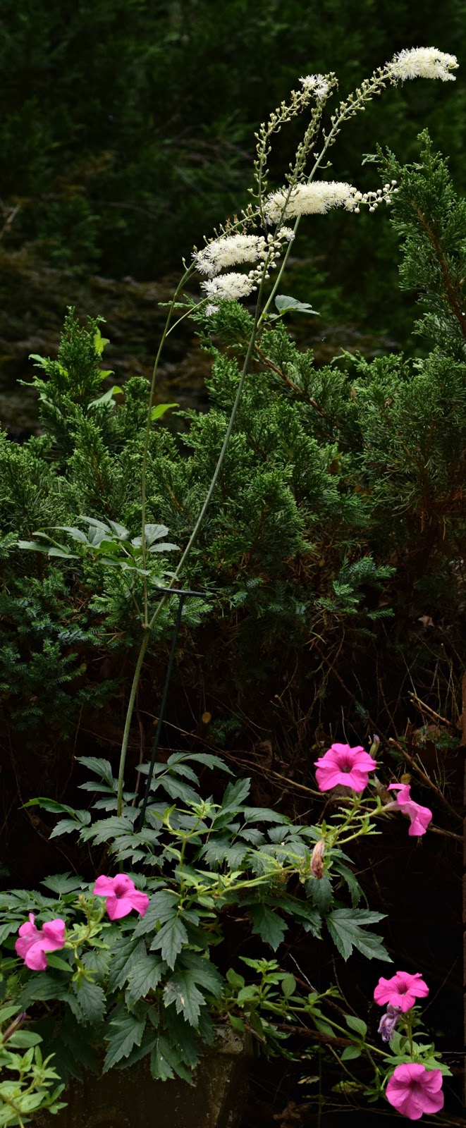 Using Georgia Native Plants: Natives in the Garden