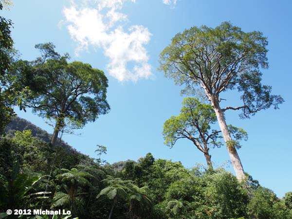 The rainforests of Borneo & Southeast Asia: Tapang tree (koompassia ...