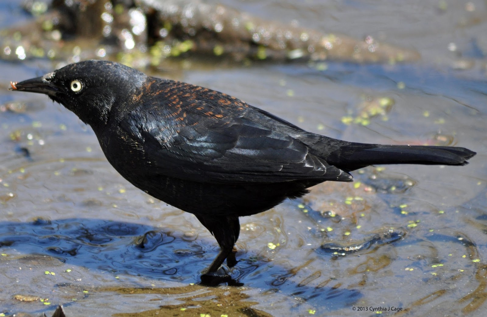 Living in Brooklyn-Longing for Maine: Rusty Blackbird