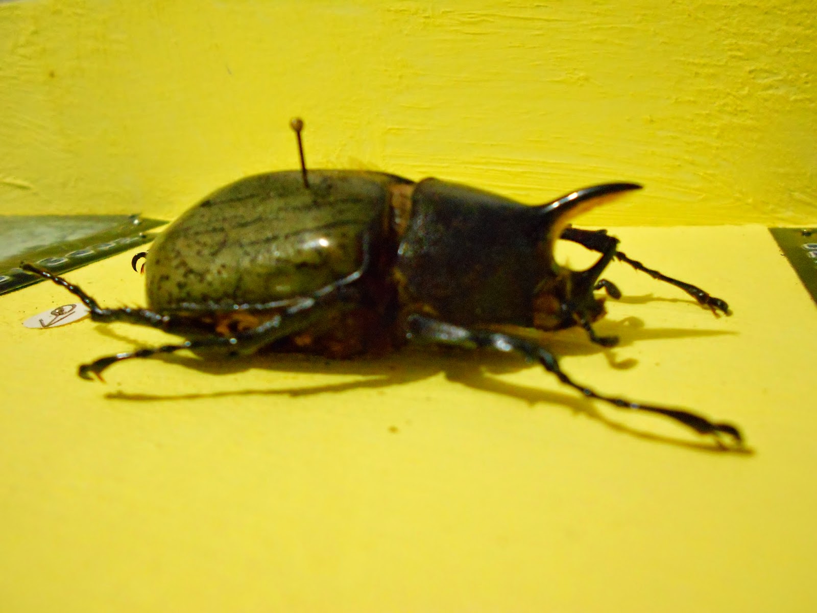 Insectos y Artrópodos Mexicanos y extranjeros: Importancia Ecológica de ...