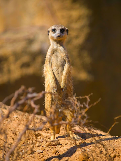 The Meerkat - Sun Angel of Africa | The Ark In Space