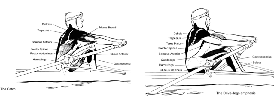 The Biomechanics of Rowing: Biomechanics of the Rowing Stroke by ...