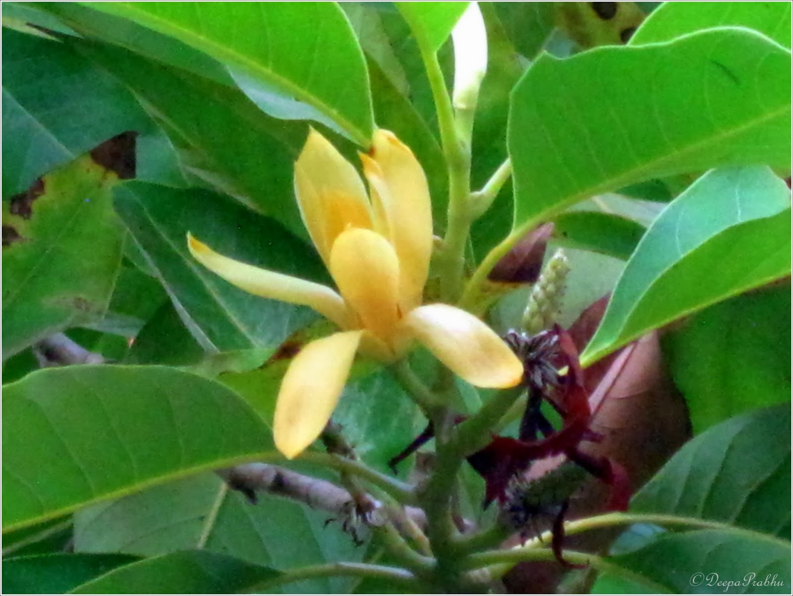 Golden Champa /Magnolia champaca. - Random Photography