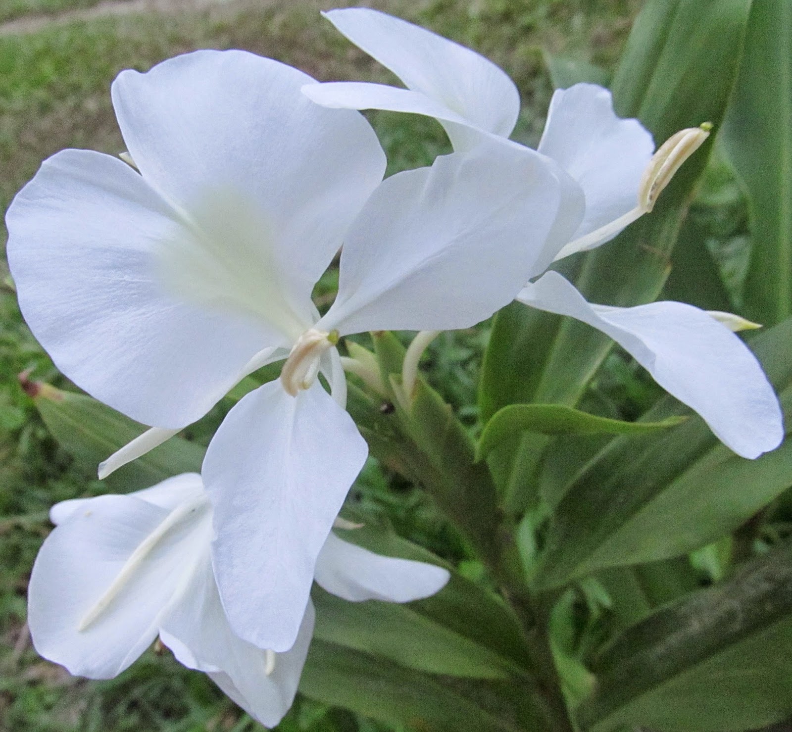 NATURAL & UNIQUE PHOTOGRAPHY: BUTTERFLY GINGER LILY FLOWER OR WHITE ...