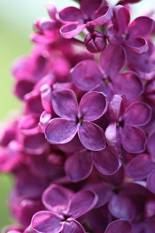 Garden Living: Velduftende syriner