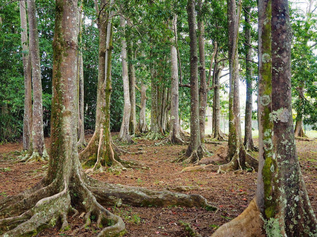 Rudraksha Cilacap: GANITRI (Elaecocarpus sphaericus Schum)