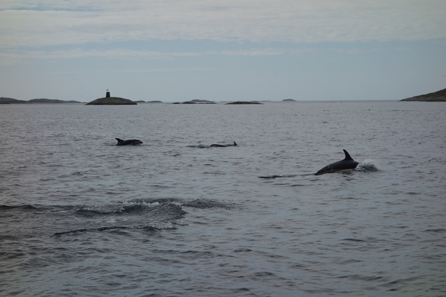 SPEKKHOGGER´N: Springere i Lovundviken