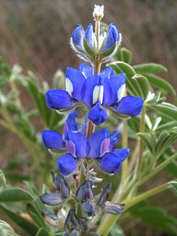Lupinus mutabilis «chocho» - Id Plantae