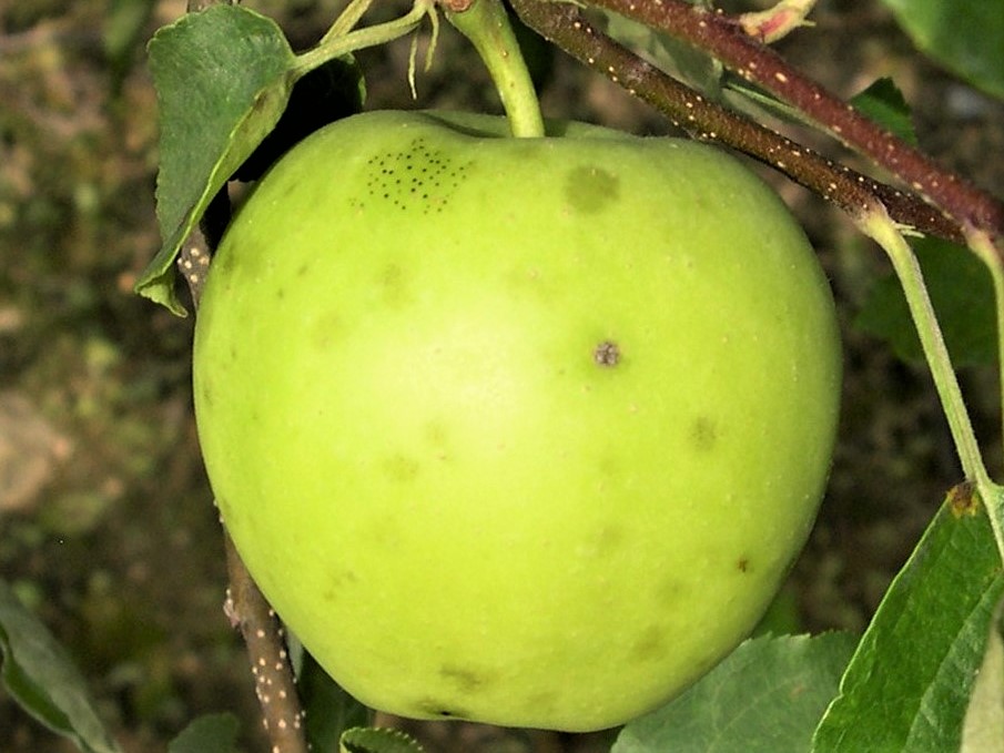 Sooty blotch /flyspeck, bitter rot and Glomerella leaf spot activity ...