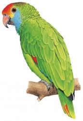 Laberinto en extinción: Amazona corona roja (Amazona rhodocorytha)
