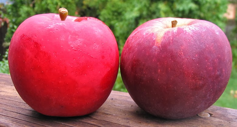 Crimson Crisp vs Jonathan - Adam's Apples