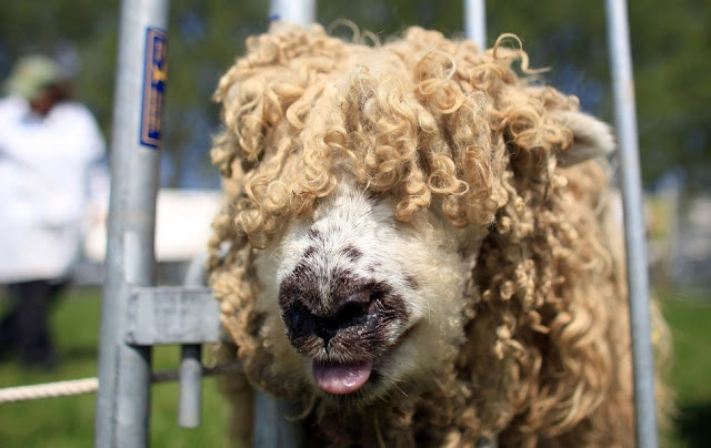 Images For: 5 Best Haircuts of All Time / Best Haircut / 2012 Sheep Haircut
