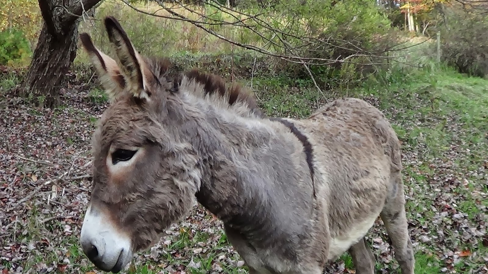 WATERFALL ROAD: JENNY ALPHA DONKEY