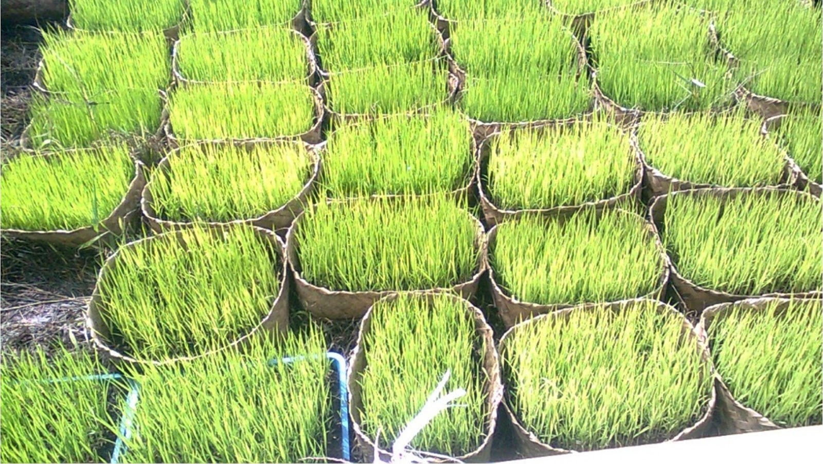 CARA PENANAMAN PADI - pemuda tani