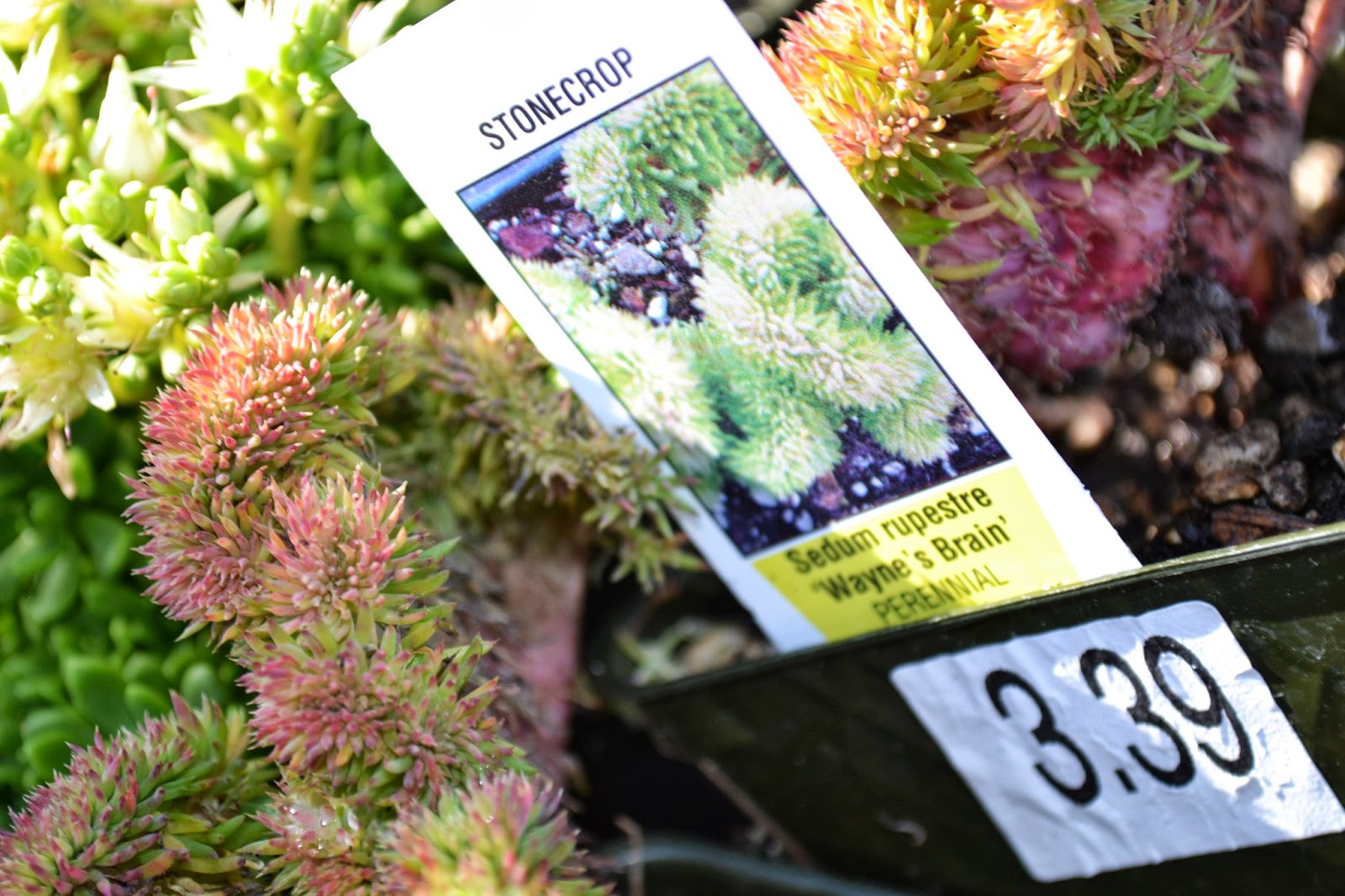 The Outlaw Gardener: Visiting Willow Tree Gardens and Interiors