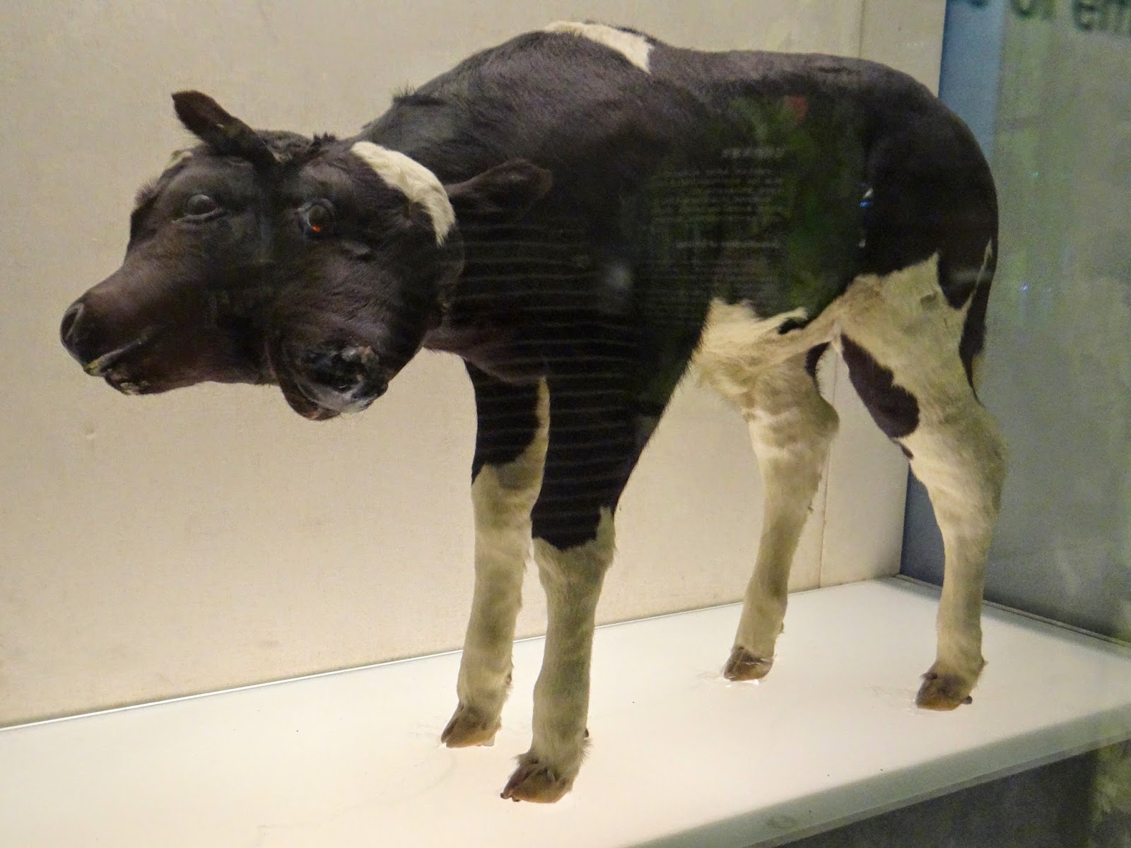 The China Diaries // Day 7 + Shanghai Science and Technology Museum ...