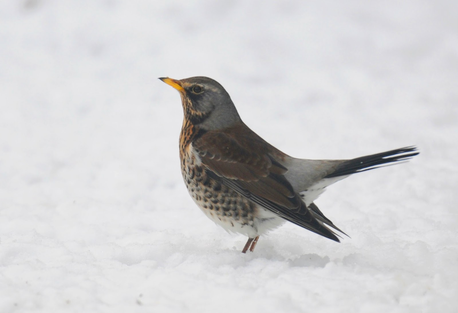 Bill's Birding: Don't Mess With a Fieldfare