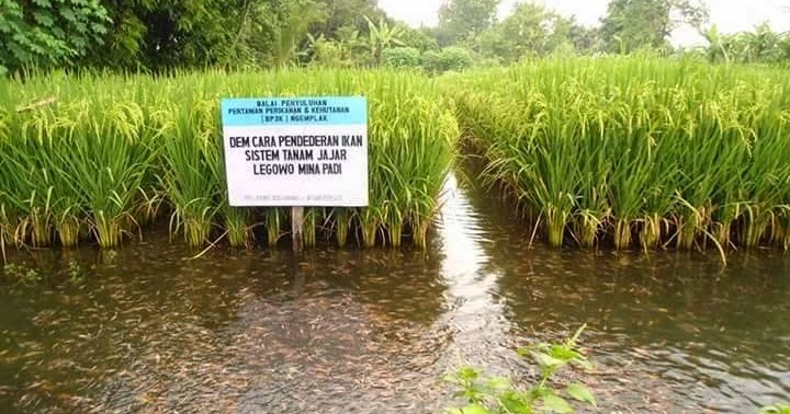 Aquaponics for veggies : Aquaponics rice farming