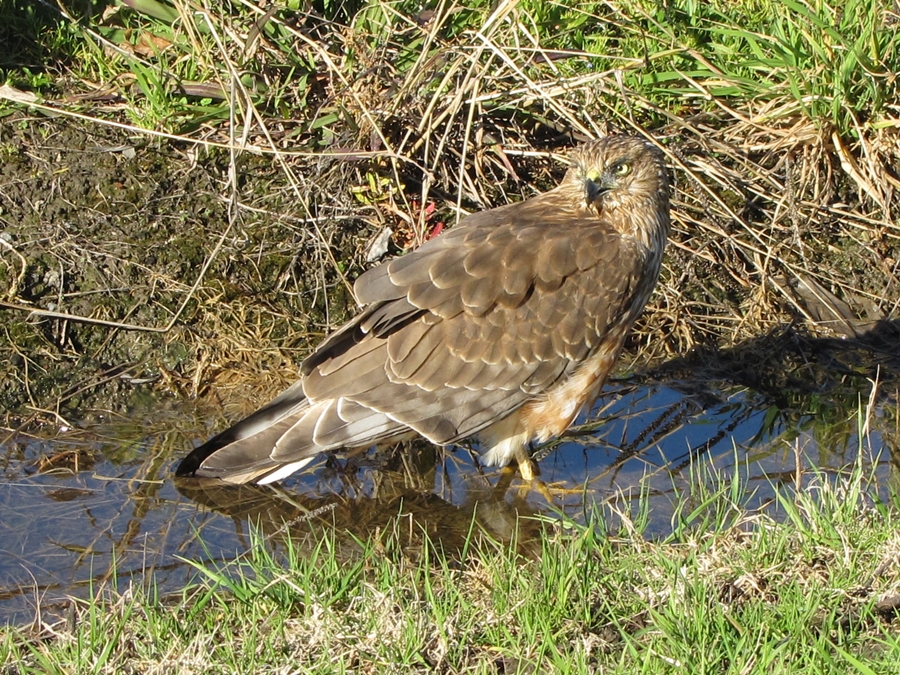 photographing New Zealand: hawks