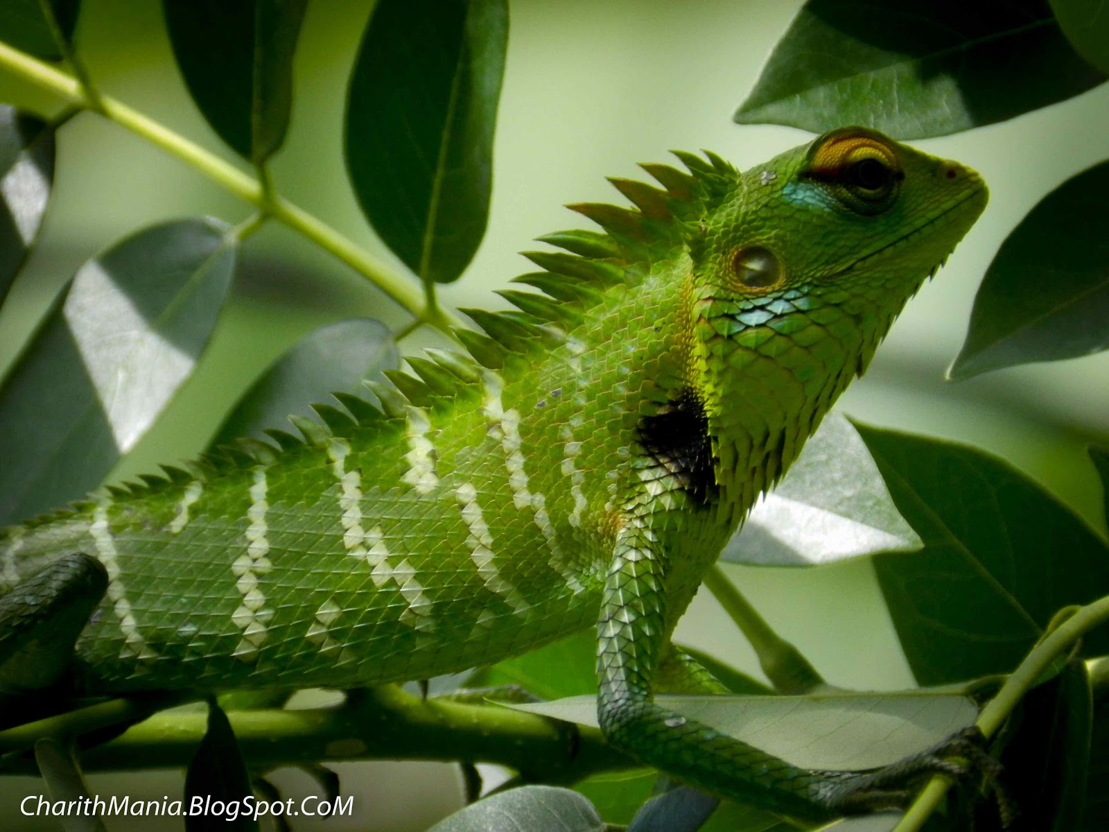 CharithMania: Garden Lizard ( Katussa ) Sri Lanka