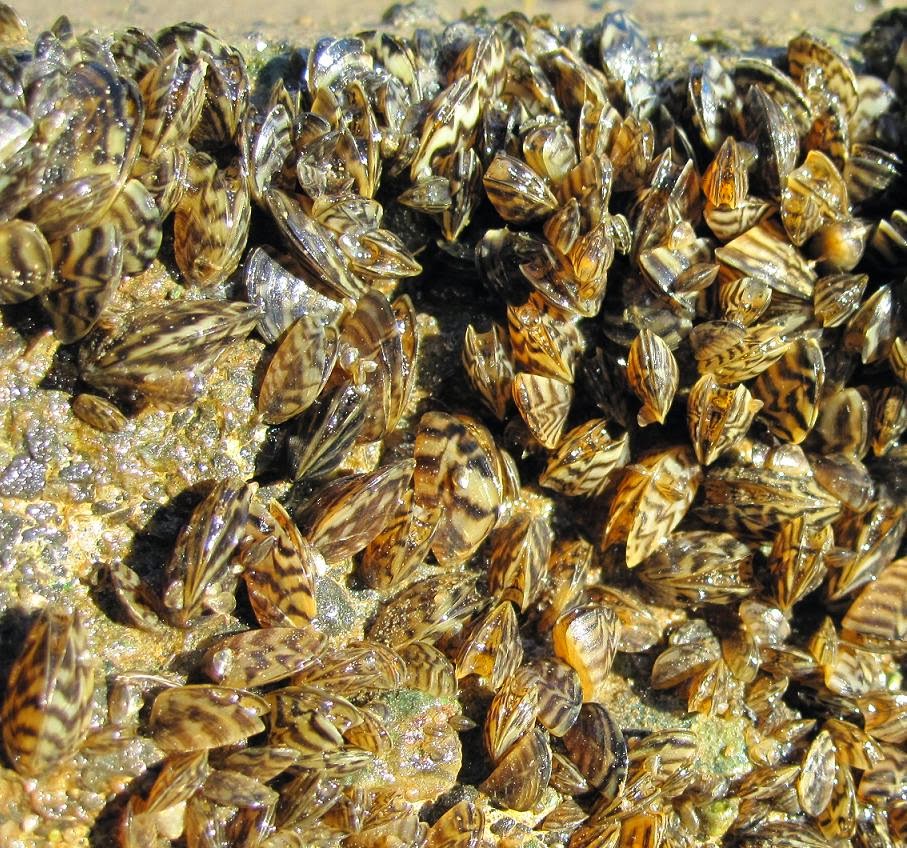 BARAKALDO NATURALA: Aparecen en el embalse de Gorostiza larvas de la ...