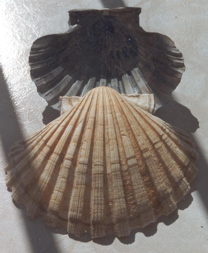 Taxonomia Comunidad Valenciana: Phylum Mollusca