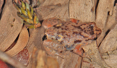 BunyipCo: September 2012