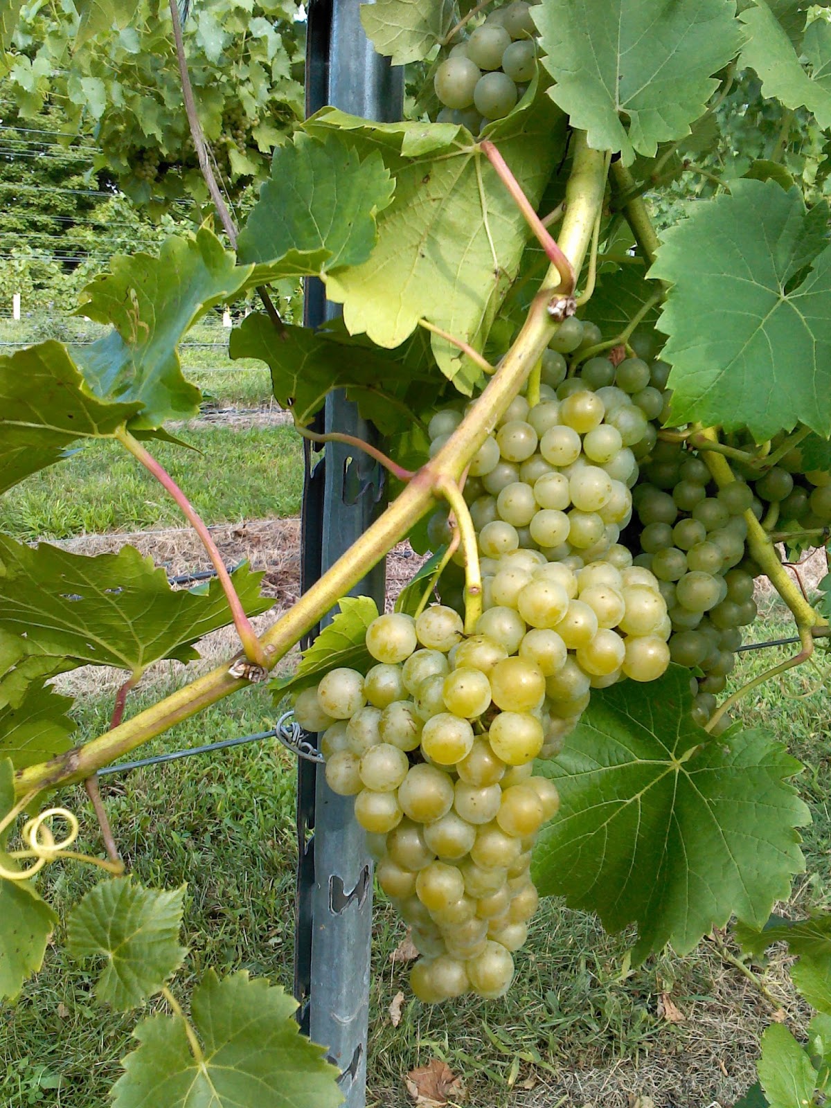 hudson-chatham wine blog: Harvest is Coming to Hudson-Chatham Winery 2013