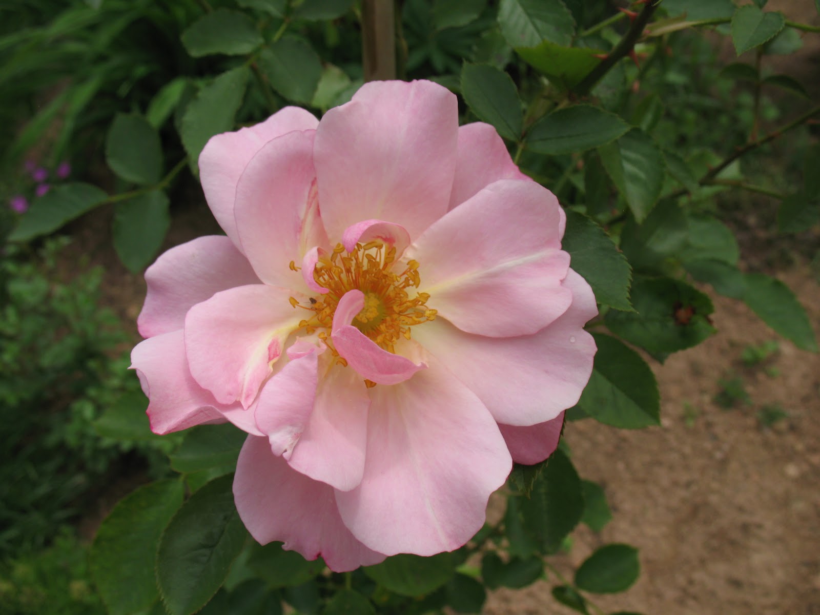 Roses du jardin Chêneland: Du rose et des roses