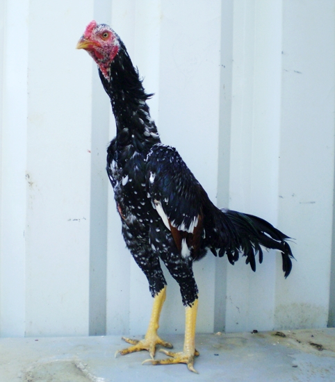 KING GHAZI: Indian Asil