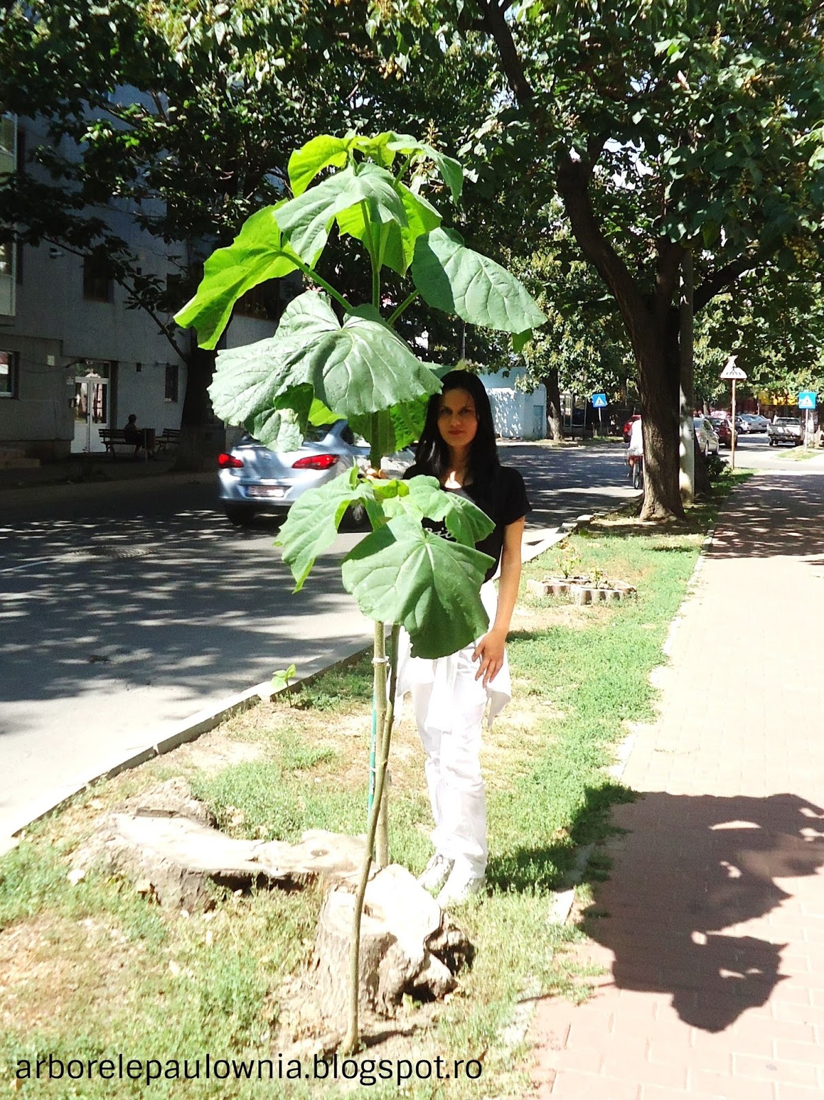 I LOVE PAULOWNIA: Paulownia- scurt istoric, origini, caracteristici si ...