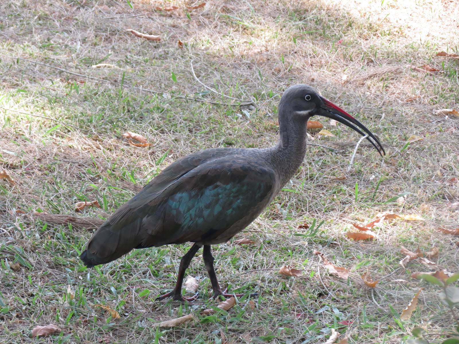 Discussing Uganda: Birdblog #1: Hadada Ibis