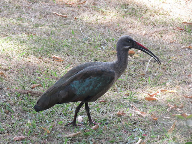 Discussing Uganda: Birdblog #1: Hadada Ibis