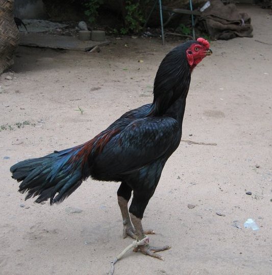 THE GLOBAL ASIL CLUB: THE ASILS - HOME