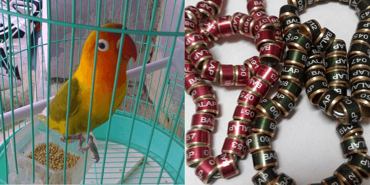 Tips Membedakan Ring Burung Asli dengan Ring Palsu - Tips Merawat Burung