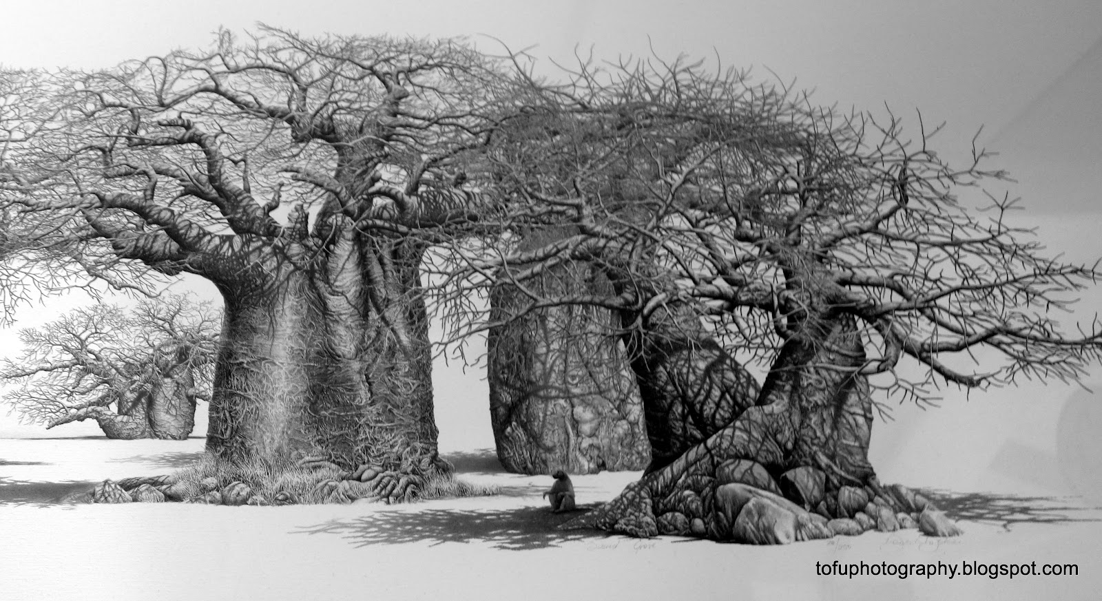 Tofu Photography: Baobab tree print at the Waterfront in Cape Town ...