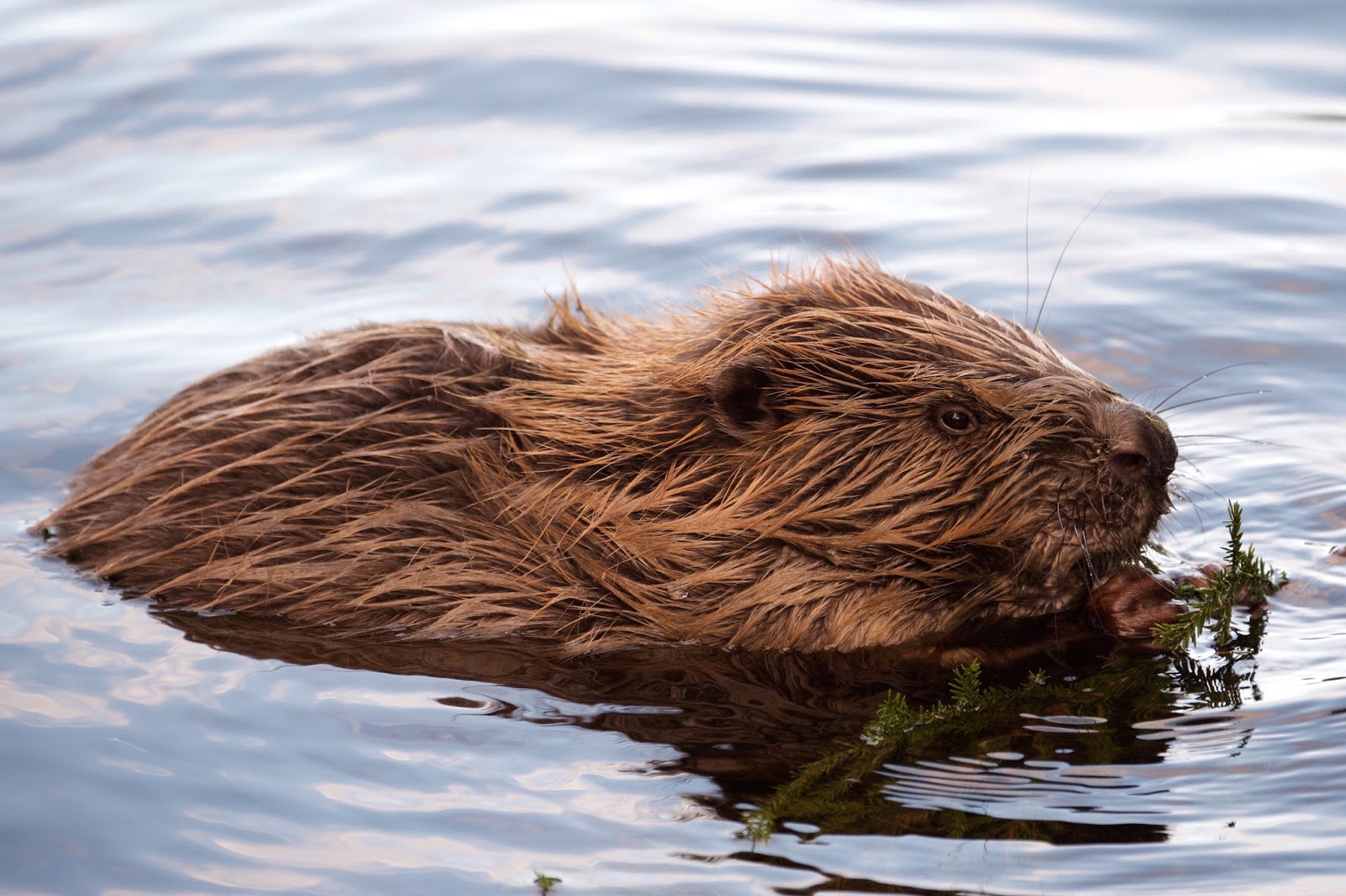 Naturfoto Einar Hugnes: Nye bever-møter ved Baklidammen
