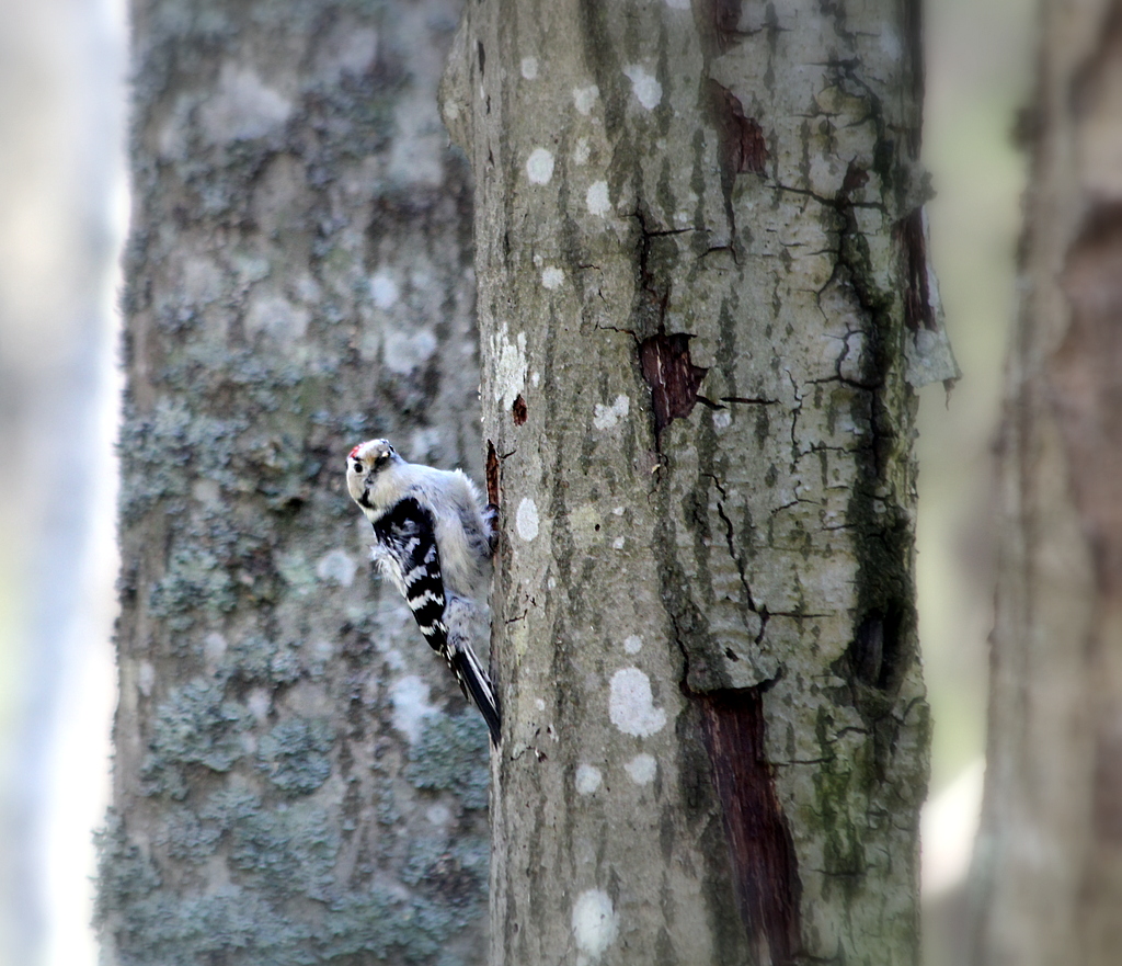 Iineksen kuvat: Pikkutikka