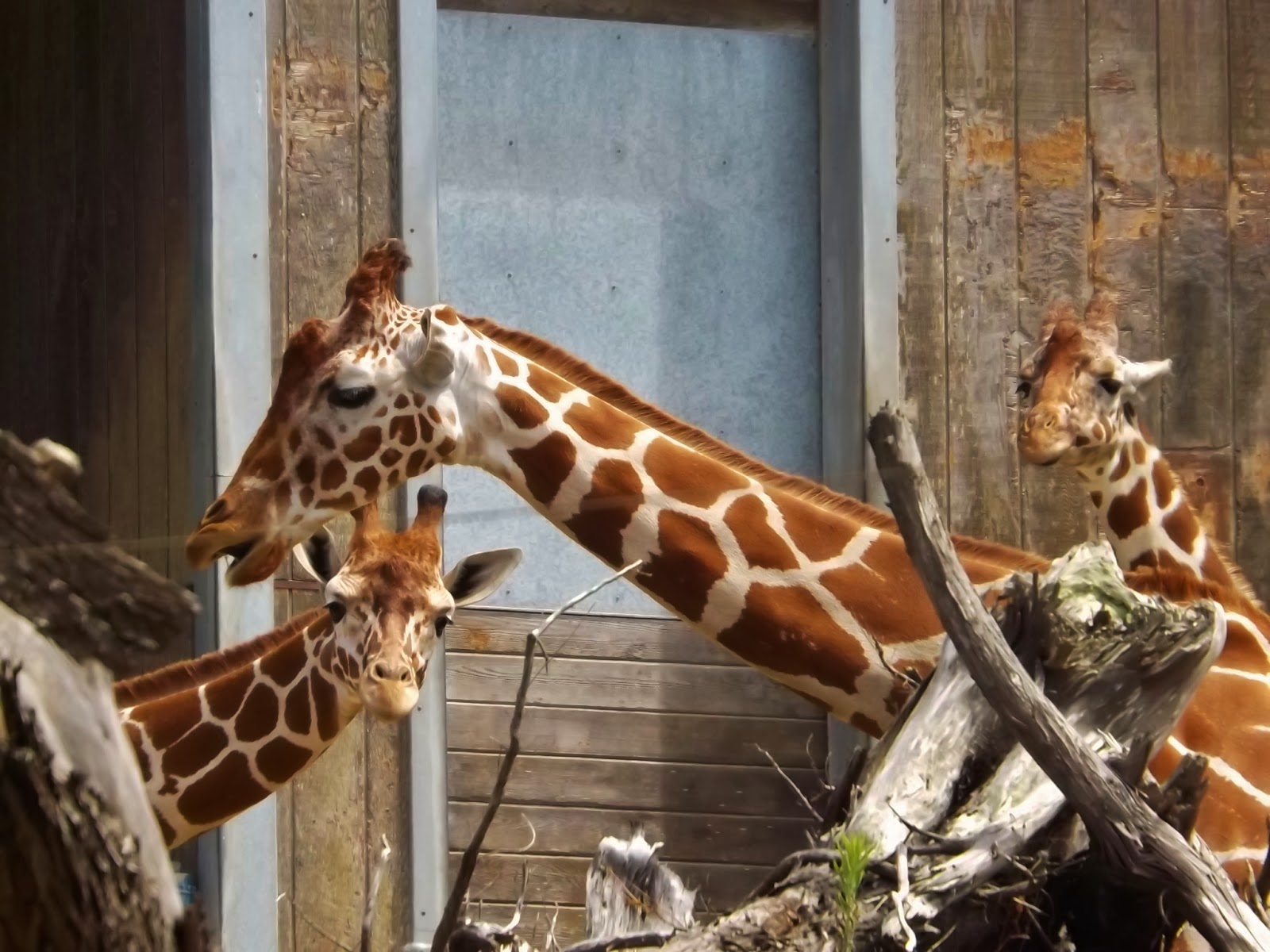 The Reticulated Giraffe