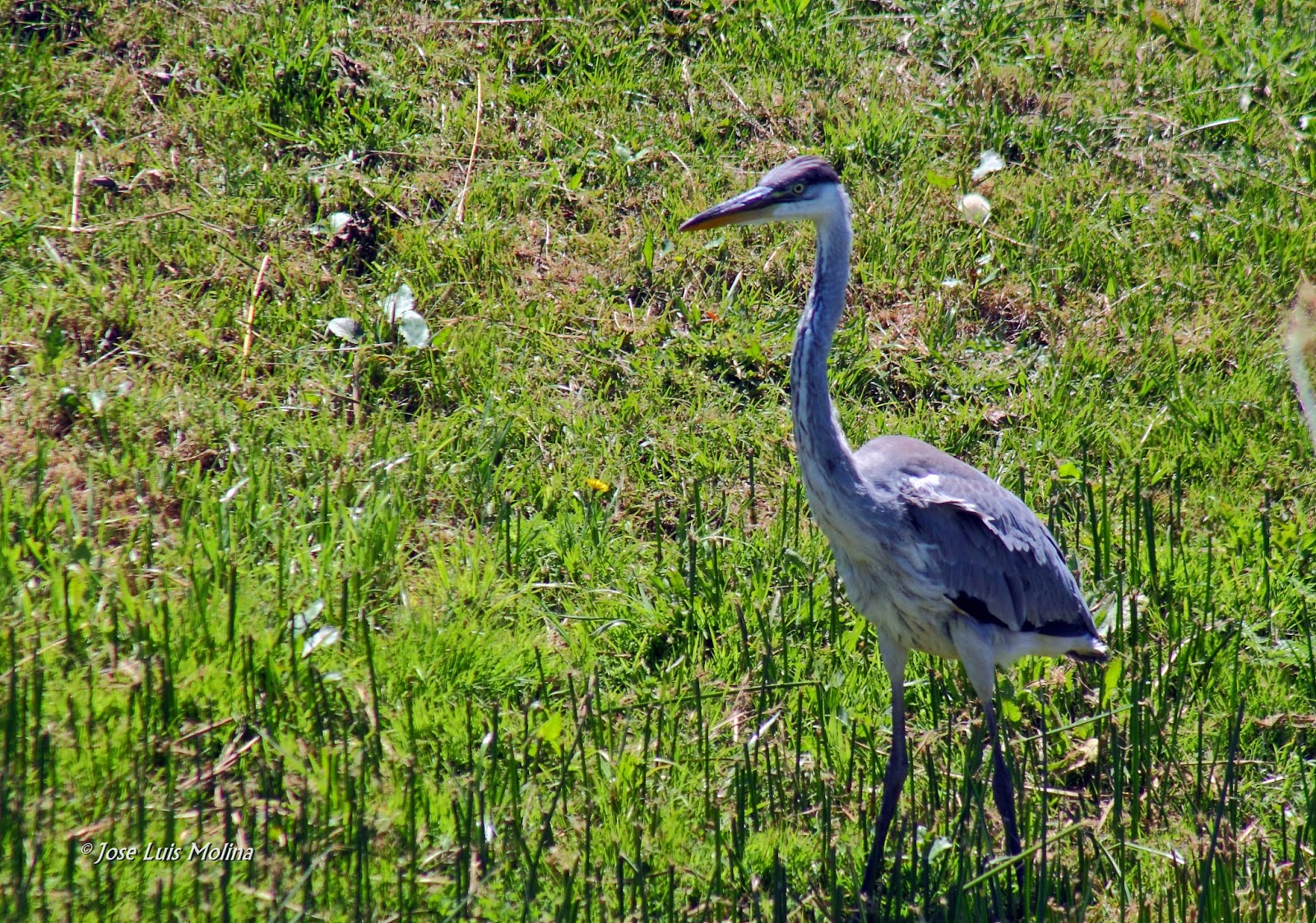 Aves de la VIII Region del Bio Bio: GARZA CUCA (ardea cocoi)
