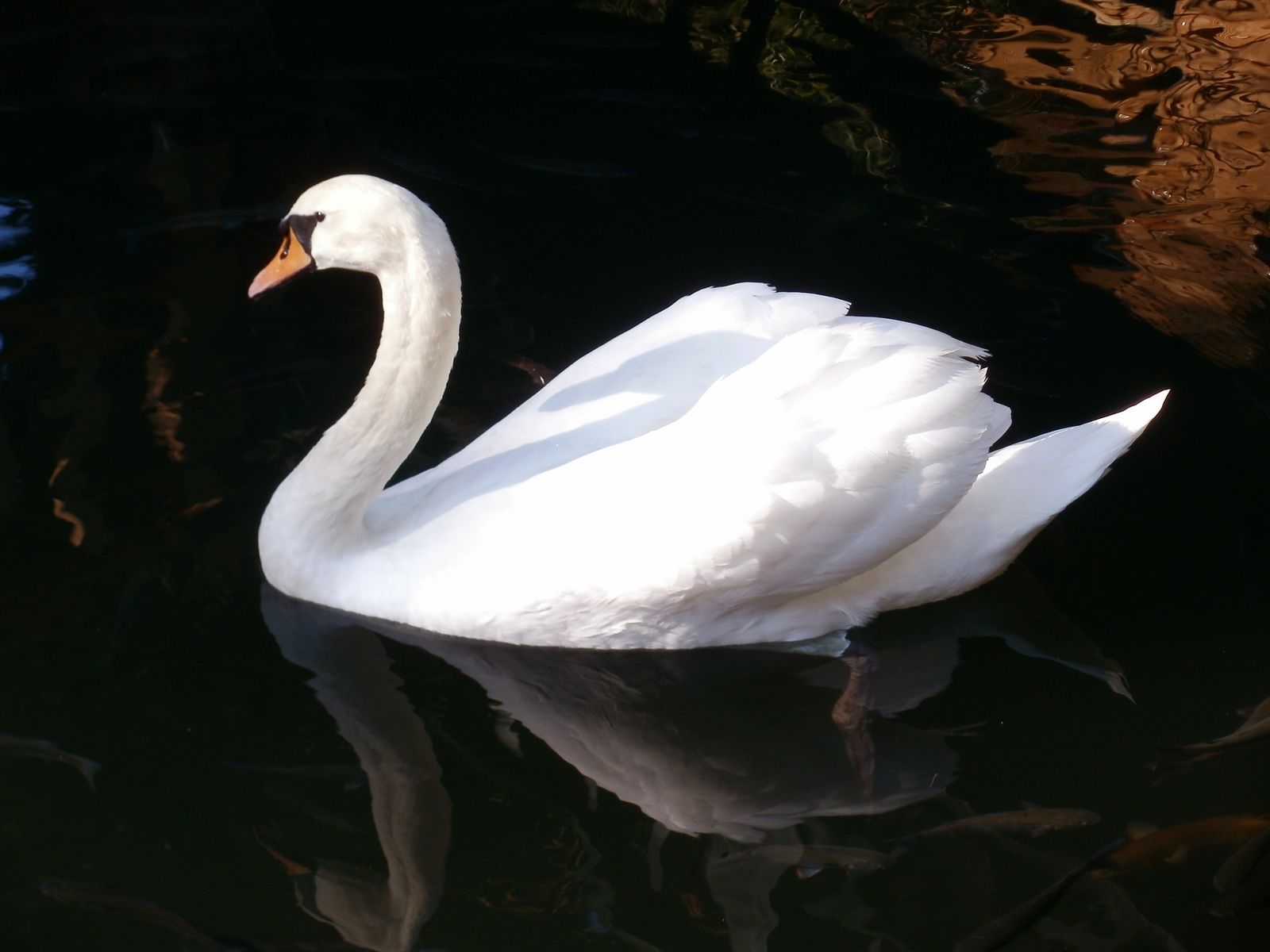 Mark's Veg Plot: Photos