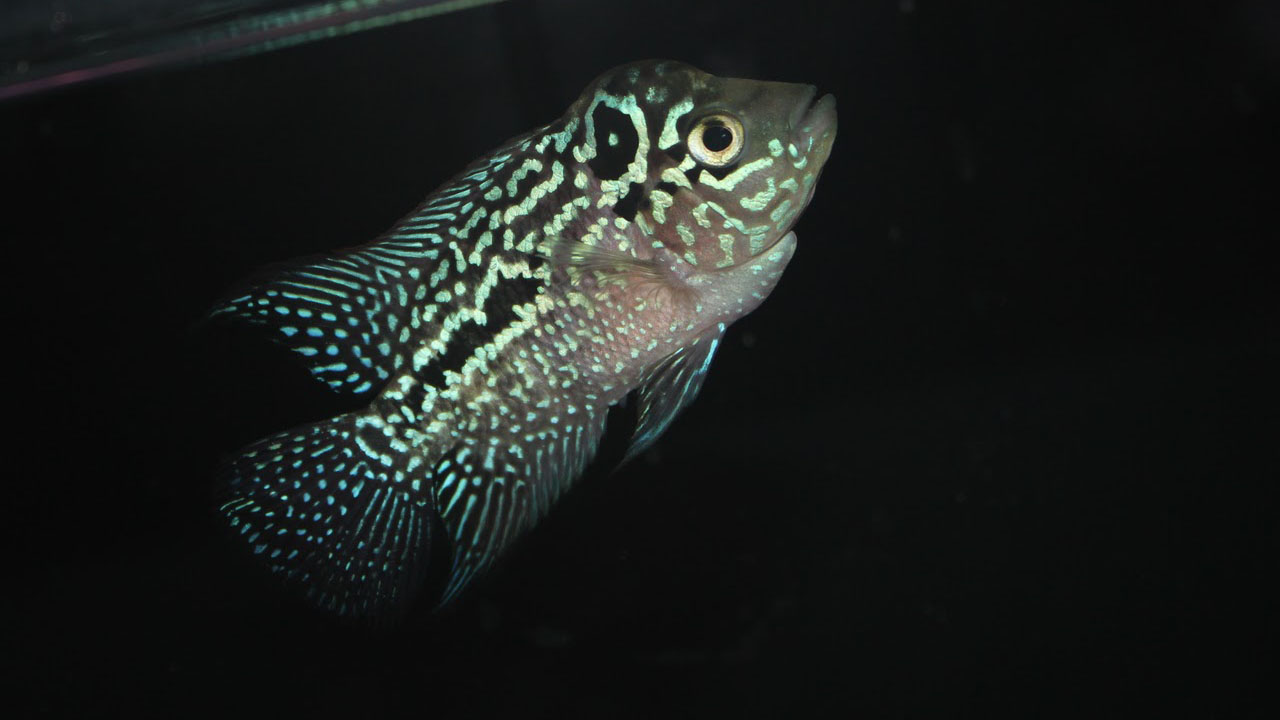 Flowerhorn The Hybrid Cichlids: King Kamfa