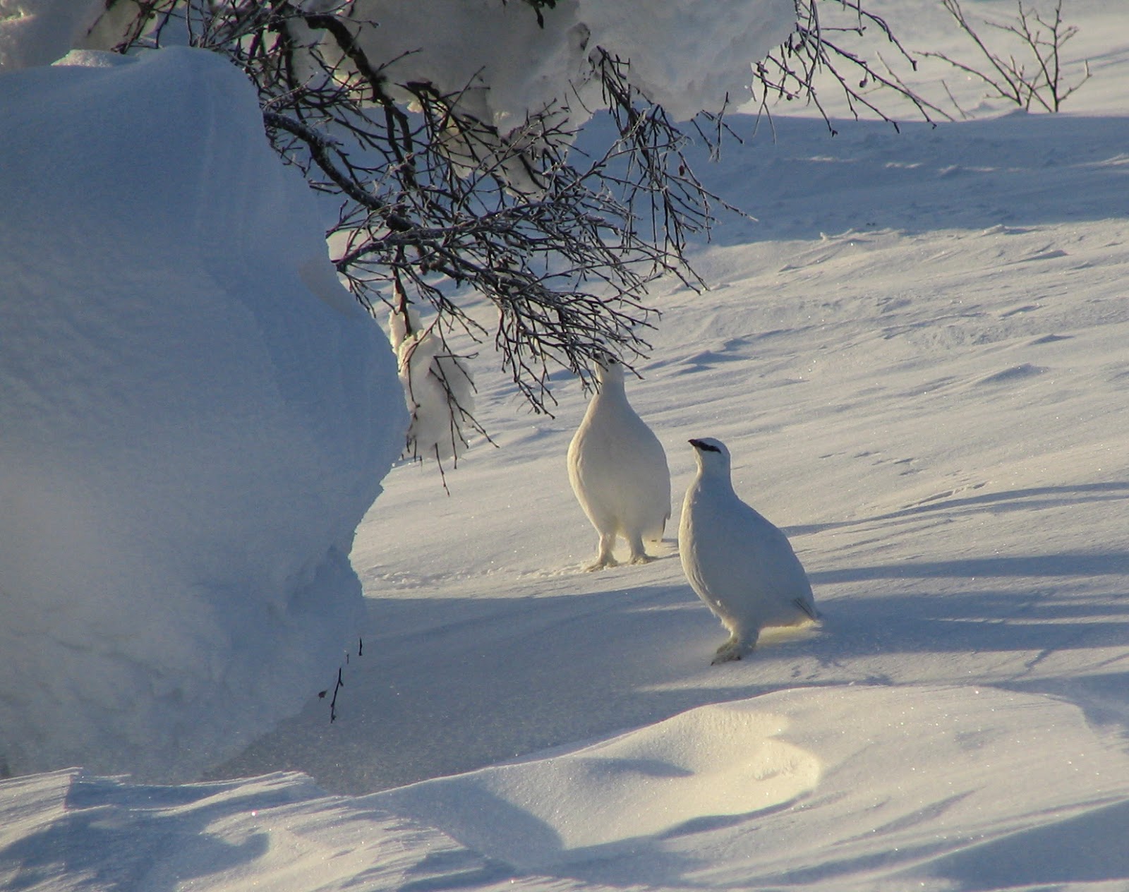 Värriön luontopäiväkirja - Varrio nature diary: Värriön harvinaisuuksia ...
