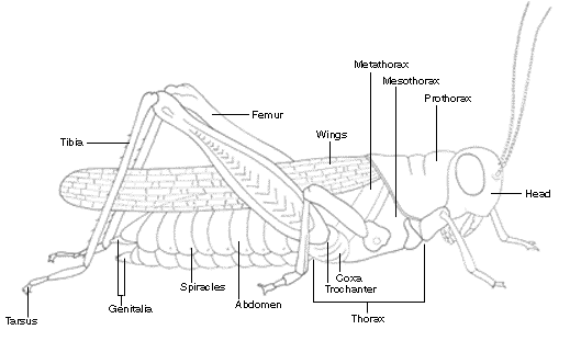 Karakteristik dan Morfologi Serangga - KajianPustaka